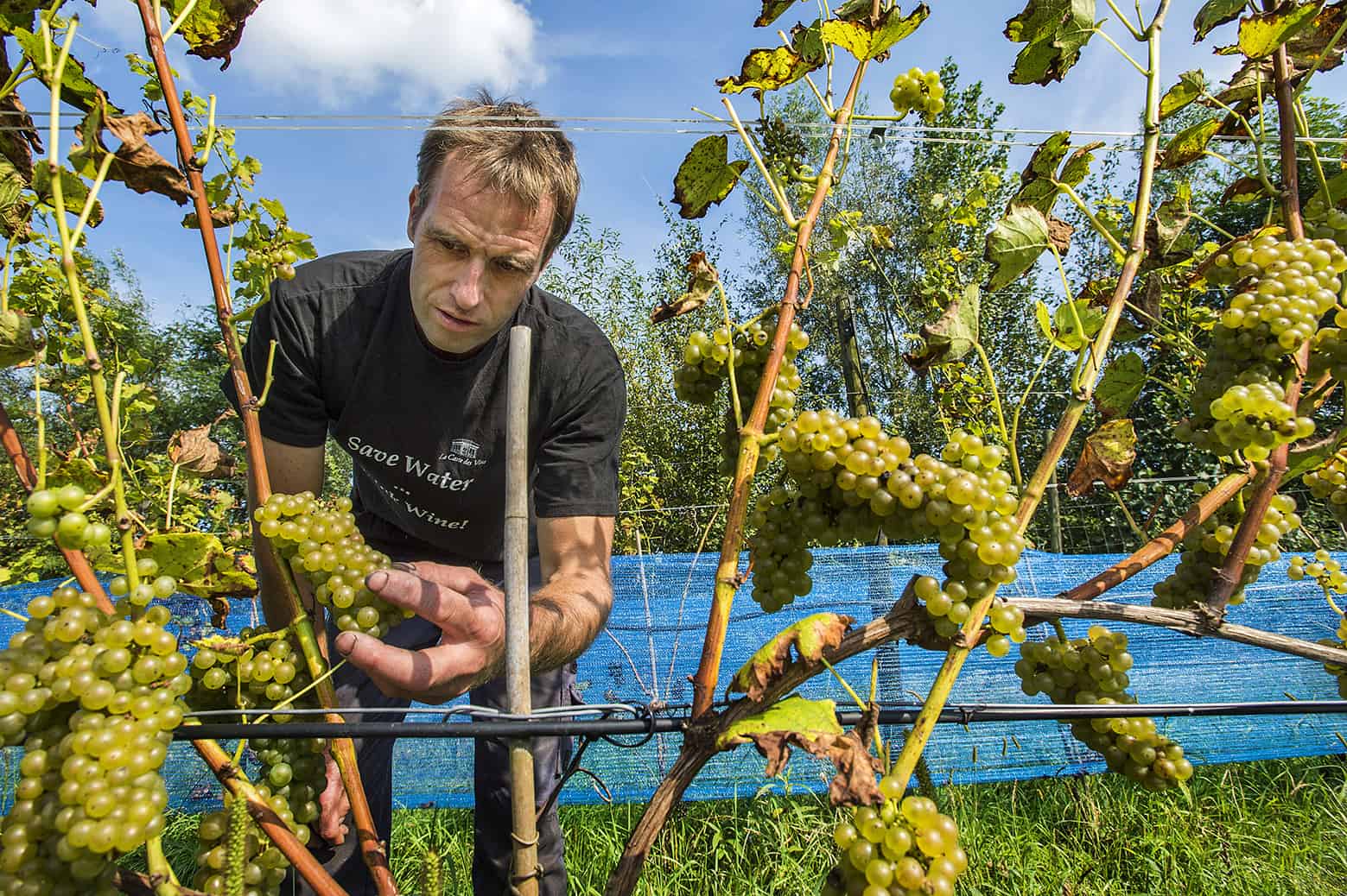 Belevenis bij Wijngaard Dassemus in Chaam - Grensland De Baronie