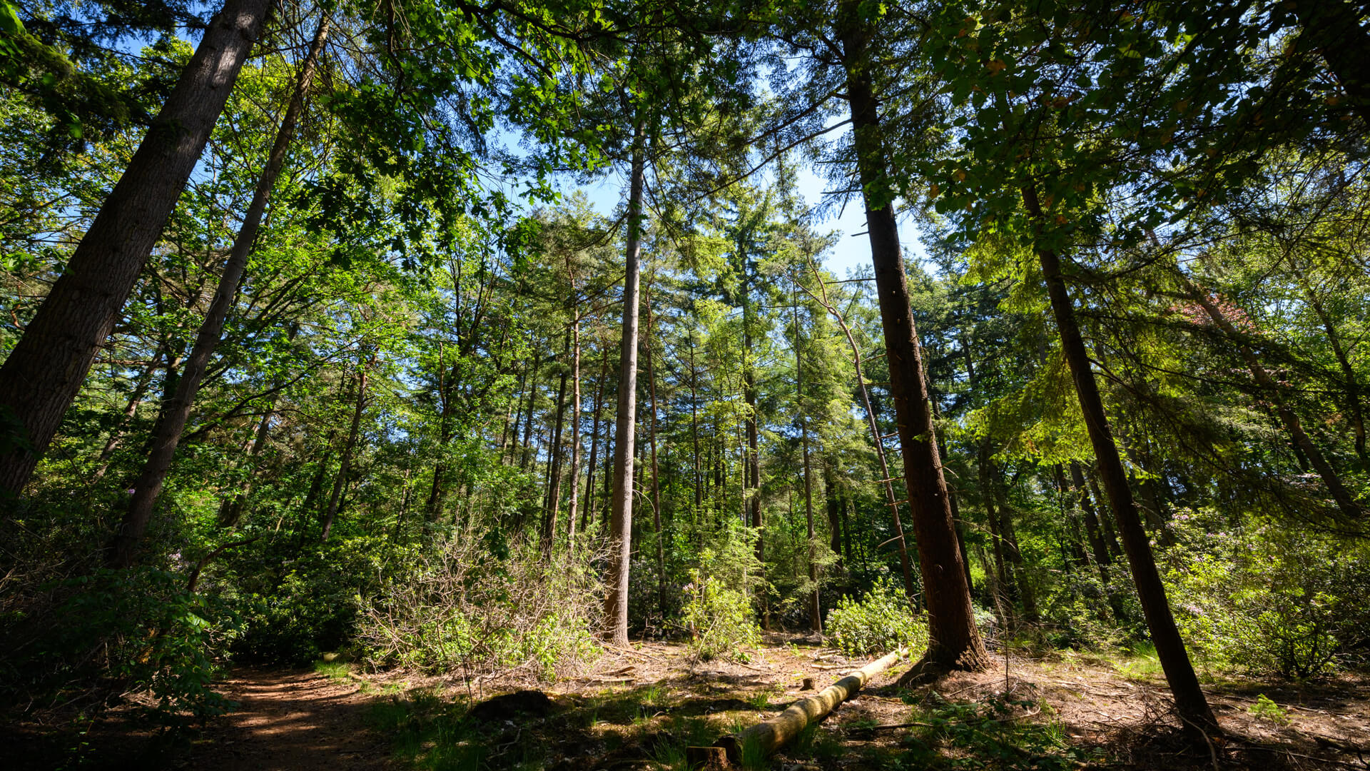 Kennismaken met bosbaden door Deltalp in Stadsbos013 - Grensland De Baronie